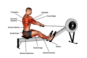 What Muscles Does a Rowing Machine Work?